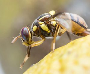 How To Get Rid Of Fruit Flies In A Bar | 24H Pest Pros