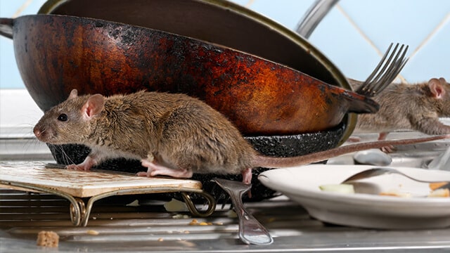 Our 24 Hour Pest Control Services | 24H Pest Pros