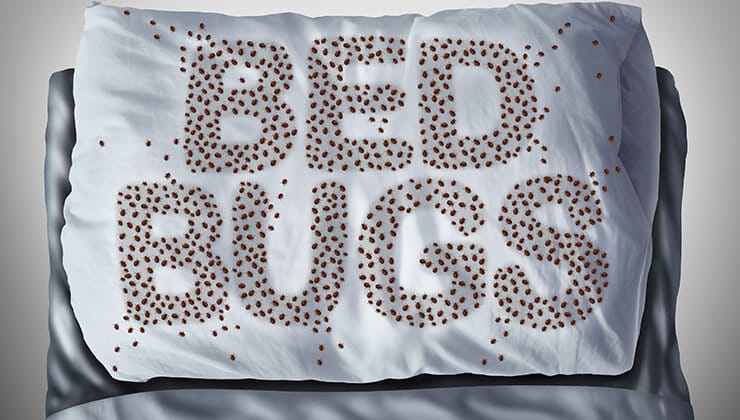 Bugs That Look Like Bed Bugs: Easily Identify | 24H Pest Pros