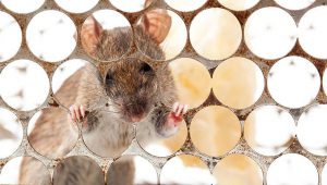 Rat Extermination - Effective Rat Removal | 24H Pest Pros