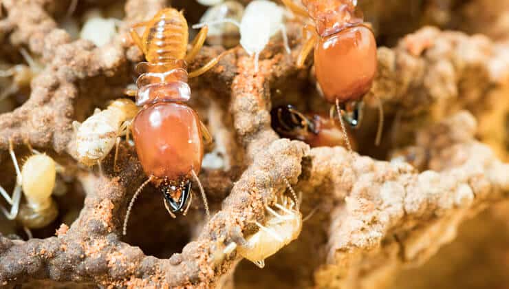 Natural Termite Control Methods That Works | Organic Tips