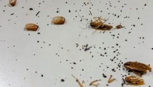 How To Get Rid Of German Cockroaches - German Roach Guide