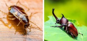 Bugs That Look Like Cockroaches: Spot The Difference