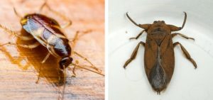 Cockroach Vs Beetle - What's The Difference | 24H Pest Pros
