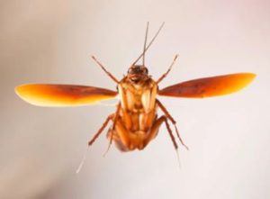 Flying Cockroaches: Identifying And Getting Rid Of Them