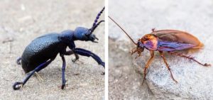 Cockroach Vs Beetle - What's The Difference | 24H Pest Pros