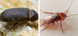 Cockroach Vs Beetle - What's The Difference | 24H Pest Pros