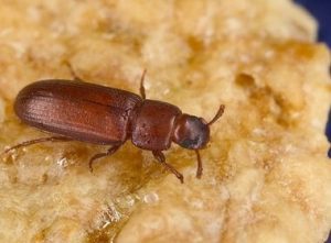 What Does A Baby Cockroach Look Like? How To Get Rid Of Them