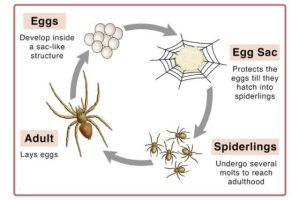 How Long Do Spiders Live? | 24H Pest Pros