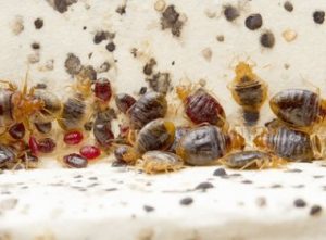 What Do Bed Bug Droppings Look Like And What To Do