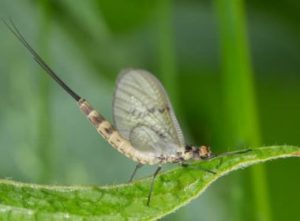 How To Get Rid Of Mayflies (Complete Guide) - 2022 | 24H Pest Pros