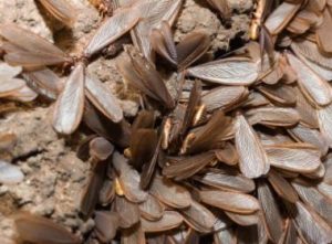 How To Get Rid Of Mayflies (Complete Guide) - 2022 | 24H Pest Pros