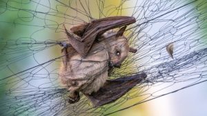 How To Get Rid Of Bats From Your Home | 24H Pest Pros
