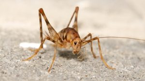 How To Get Rid Of Spider Crickets: Cave Cricket Control