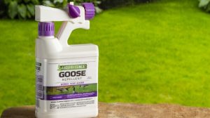 How To Get Rid Of Geese Humanely - Goose Control Guide