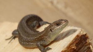 How To Get Rid Of Lizards In Your Yard Or Home - Lizard Control