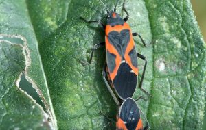 How To Get Rid Of Love Bugs In Your House - Lovebugs Control