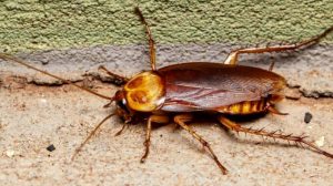 How To Get Rid Of Palmetto Bugs | 24H Pest Pros