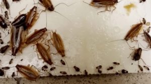 How To Get Rid Of Palmetto Bugs | 24H Pest Pros