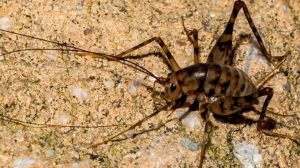 How To Get Rid Of Spider Crickets: Cave Cricket Control