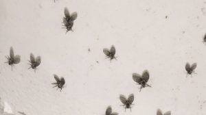 How To Get Rid Of Drain Flies Quickly | 24H Pest Pros