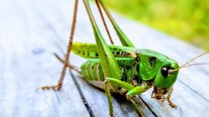 How To Get Rid Of Grasshoppers In The House
