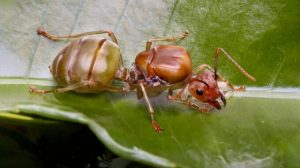 How Long Do Ants Live? Ant Lifespan | 24H Pest Pros