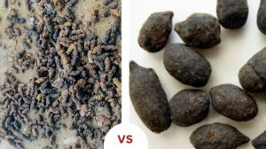 What Does Squirrel Poop Look Like? Squirrel Droppings