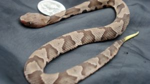 How To Get Rid Of Copperhead Snakes Out Of Your Home