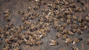 How To Get Rid Of Carpenter Bees Naturally