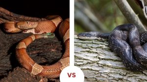 How To Get Rid Of Copperhead Snakes Out Of Your Home
