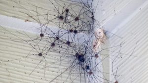 How To Get Rid Of Daddy Long Legs - Cellar Spiders Control