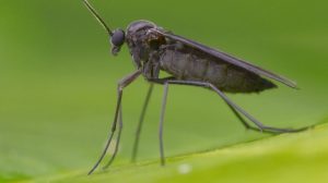 Do Gnats Bite Humans? Treatment Options And Prevention Tips