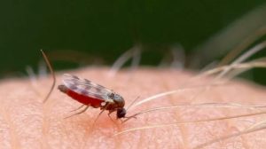 Do Gnats Bite Humans? Treatment Options And Prevention Tips