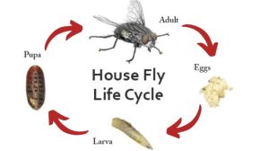 How Long Do House Flies Live? House Fly Lifespan