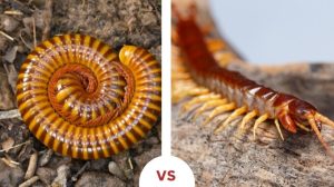 How To Get Rid Of Millipedes - Millipedes Control & Prevention