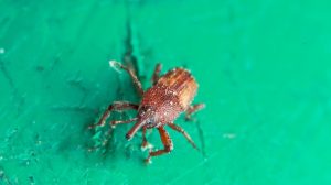 How To Get Rid Of Rice Weevils - Rice Bugs Guide