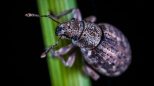 How To Get Rid Of Rice Weevils - Rice Bugs Guide