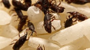 How To Get Rid Of Rice Weevils - Rice Bugs Guide