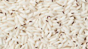 How To Get Rid Of Rice Weevils - Rice Bugs Guide
