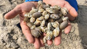 How To Get Rid Of Sand Fleas? What You Should Know