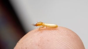Do Termites Bite Humans? Termite Control Expert Tips